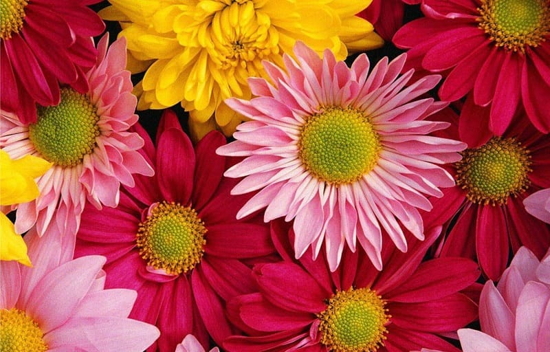10 Fakta Unik Bunga Gerbera | FAVO