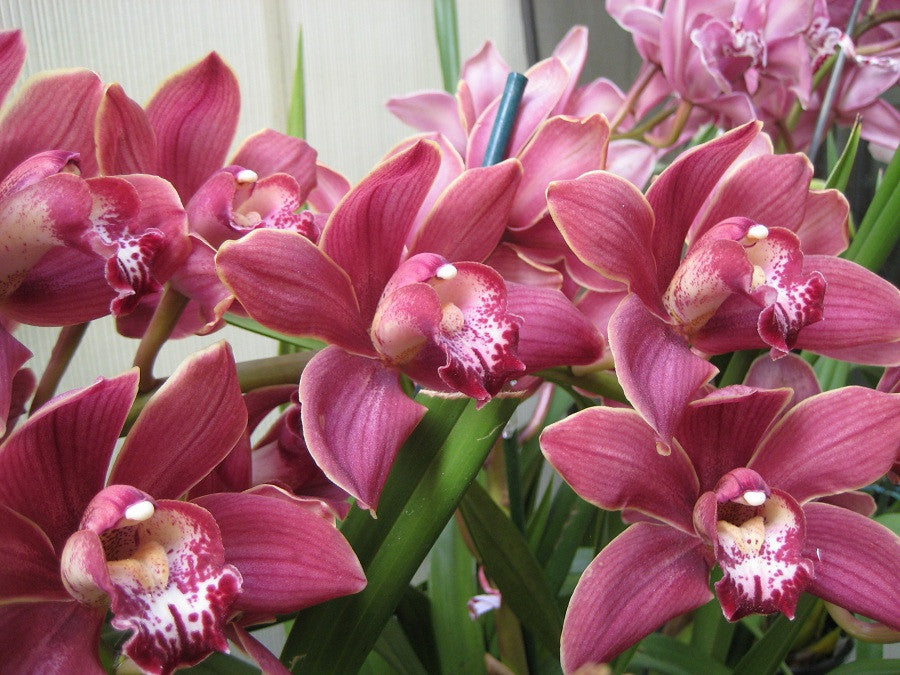 Fakta Menarik Bunga Anggrek | FAVO